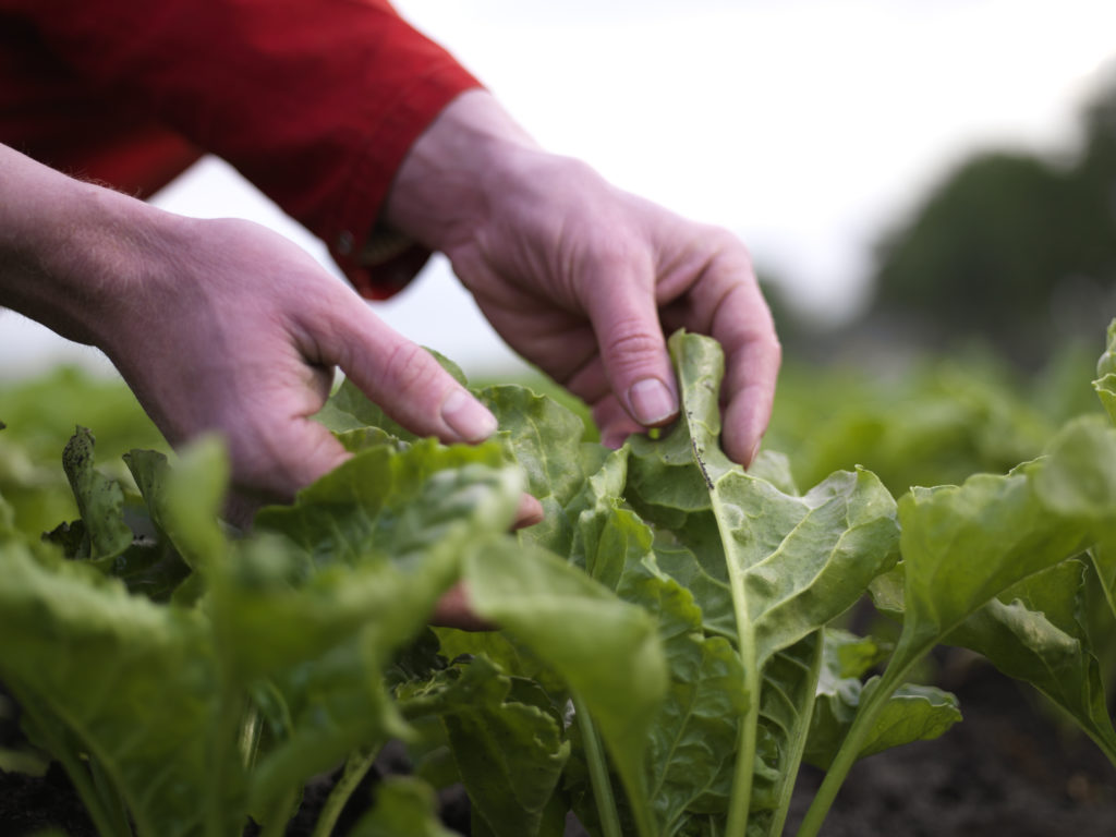 Eiwit uit bladeren van suikerbieten - Voeding & Visie